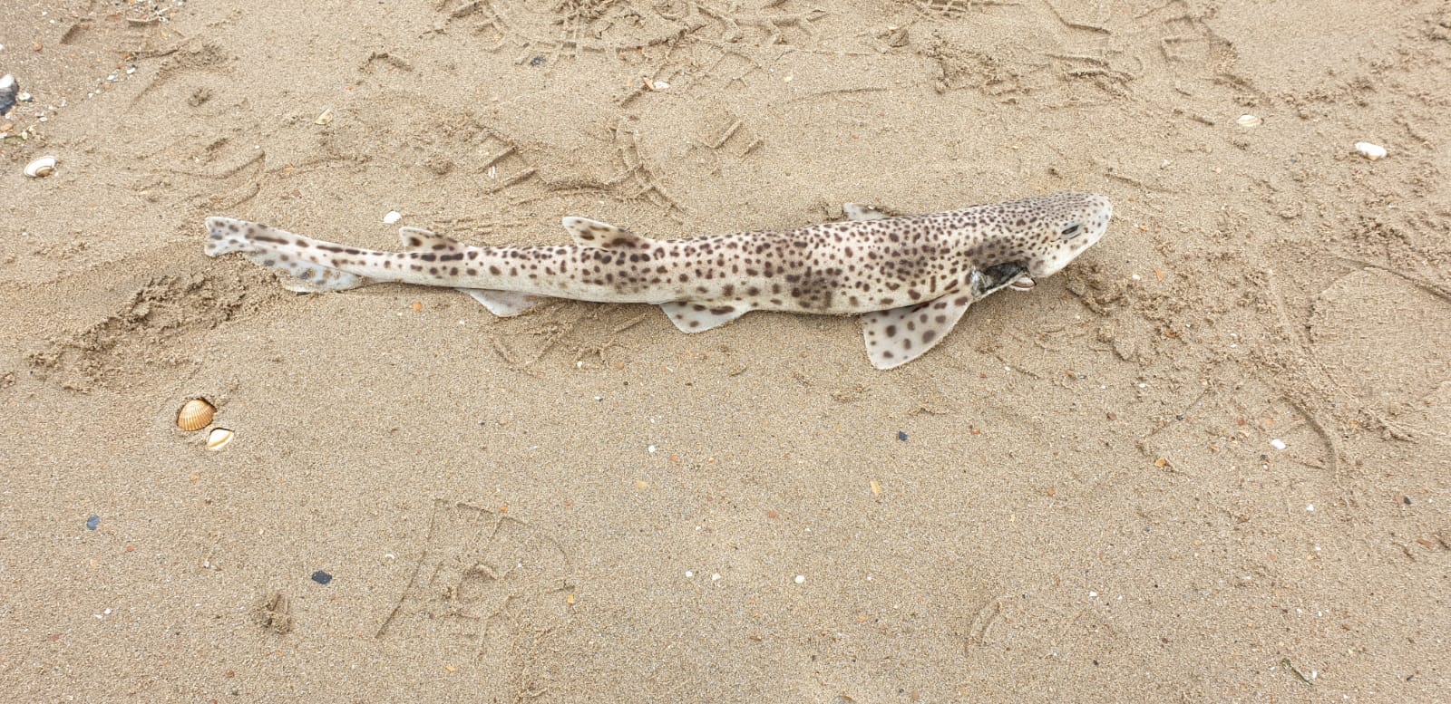 Hondshaai op het kleine strand - Jutter | Hofgeest
