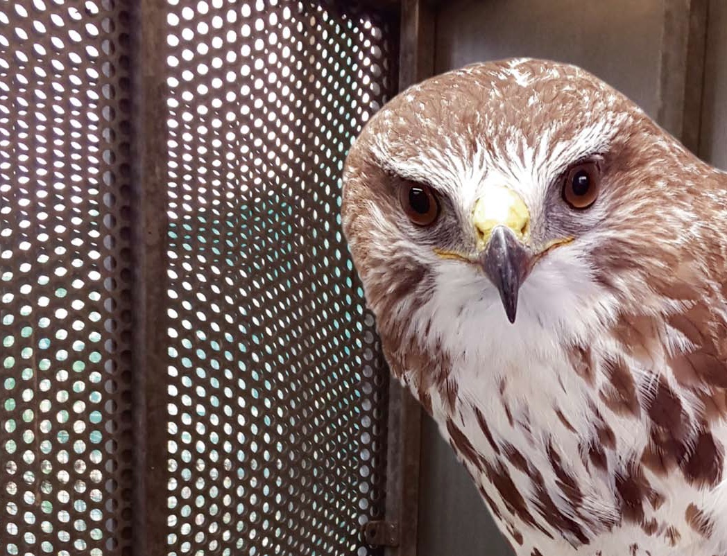 Exclusief kijkje bij Vogelhospitaal - Jutter | Hofgeest