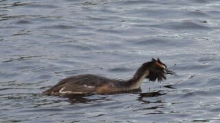 Wedstrijd om Vogelhospitaal te helpen - Jutter | Hofgeest