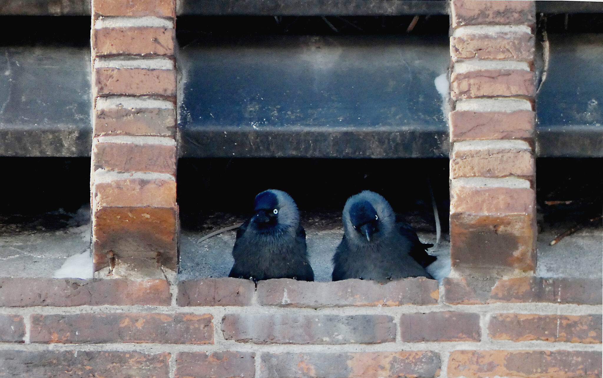 Hoog in de toren... - Jutter | Hofgeest