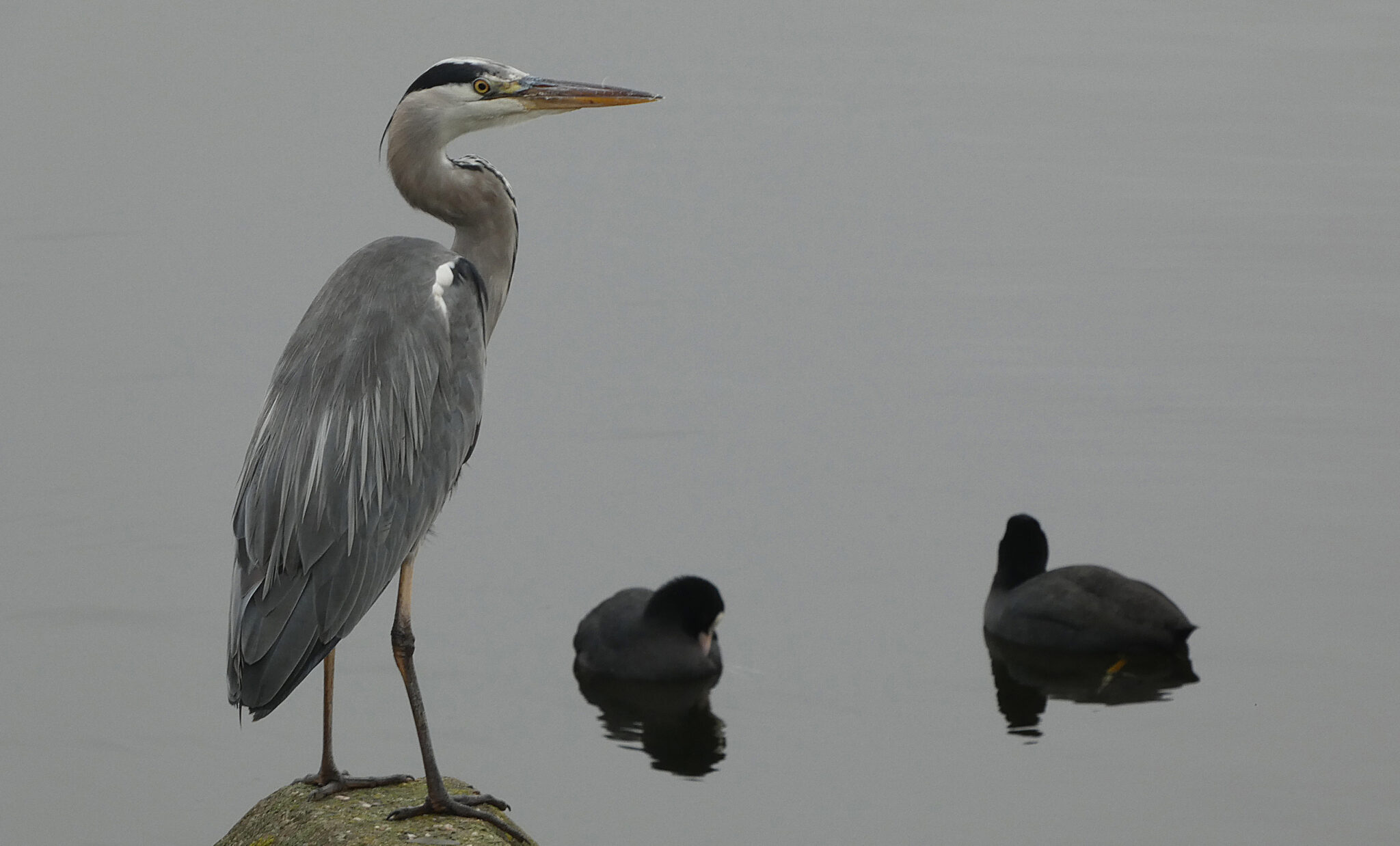 Zo trots als een… reiger? - Jutter | Hofgeest