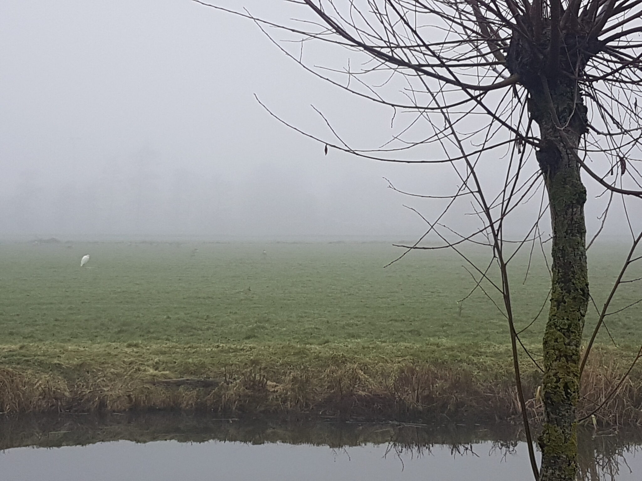 Mysterieuze witte reiger - Jutter | Hofgeest