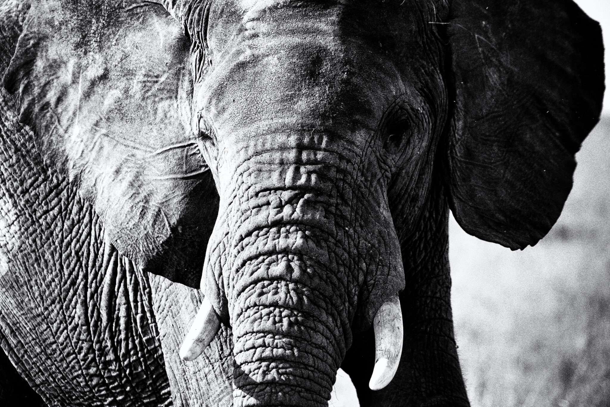 Fotograaf Ed Geels exposeert zijn vrije werk - Jutter | Hofgeest