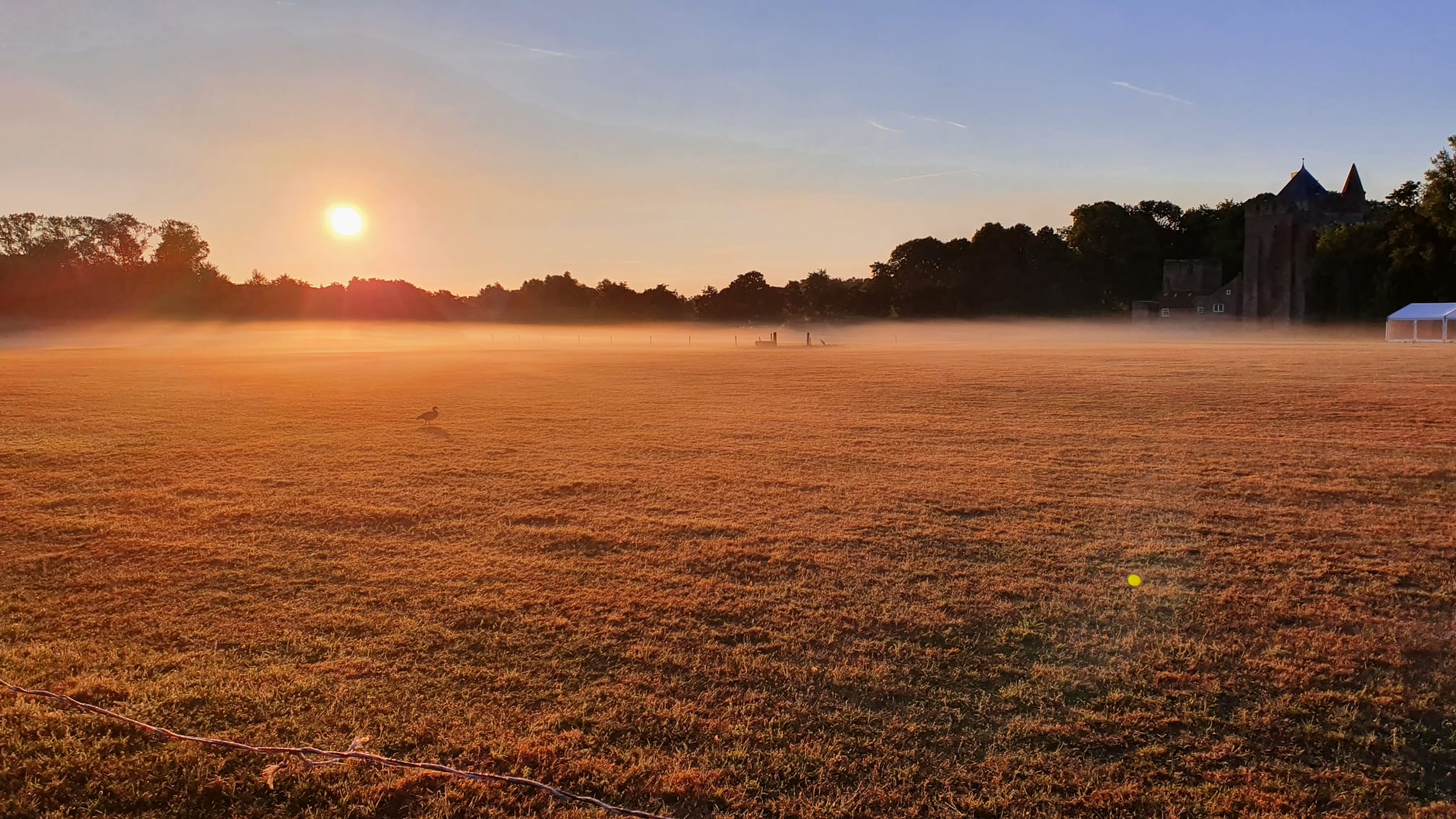 Santpoorts weiland in de gouden ochtendzon - Jutter | Hofgeest