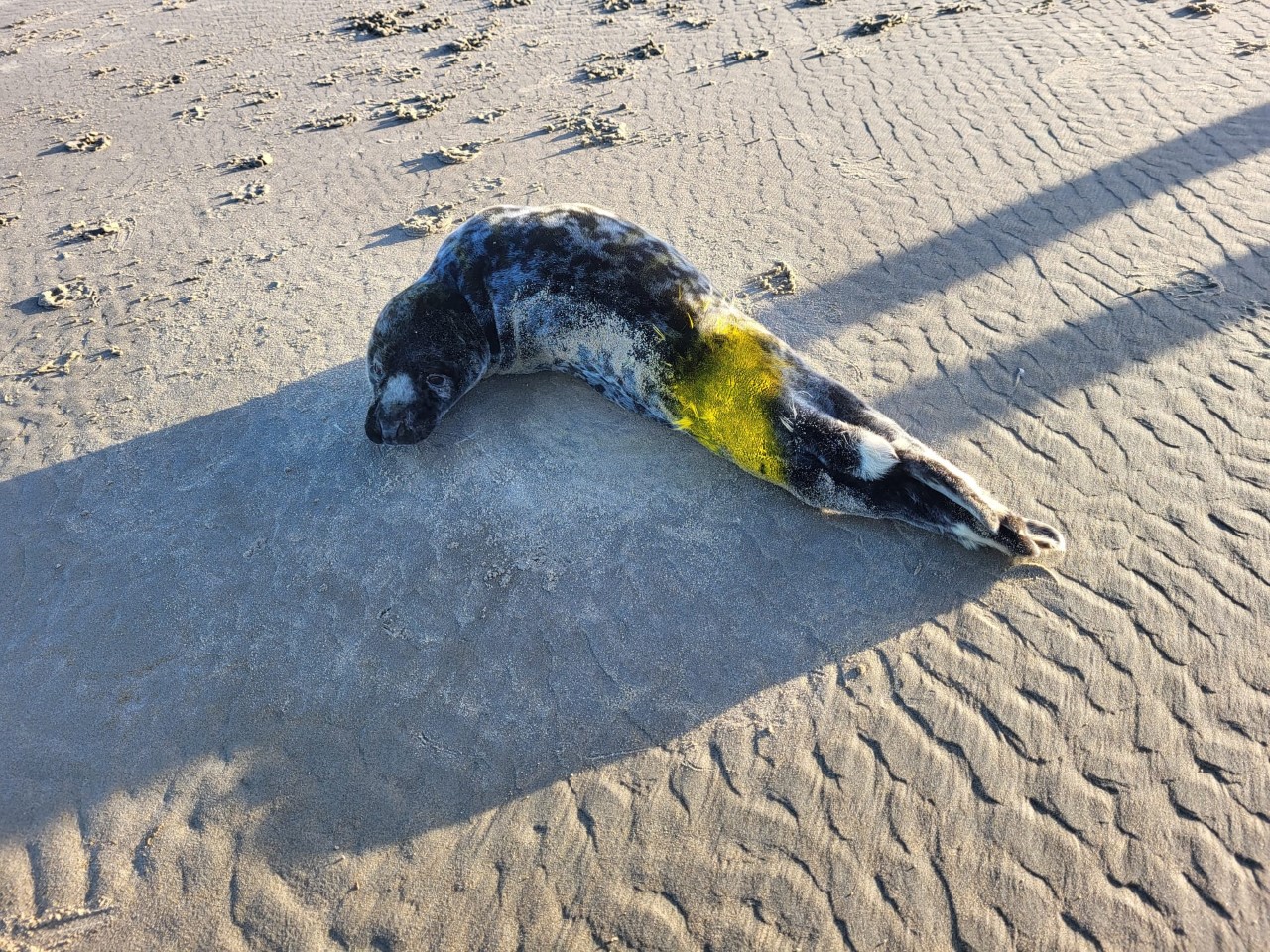 Zeehonden pup op het strand IJmuiden - Jutter | Hofgeest