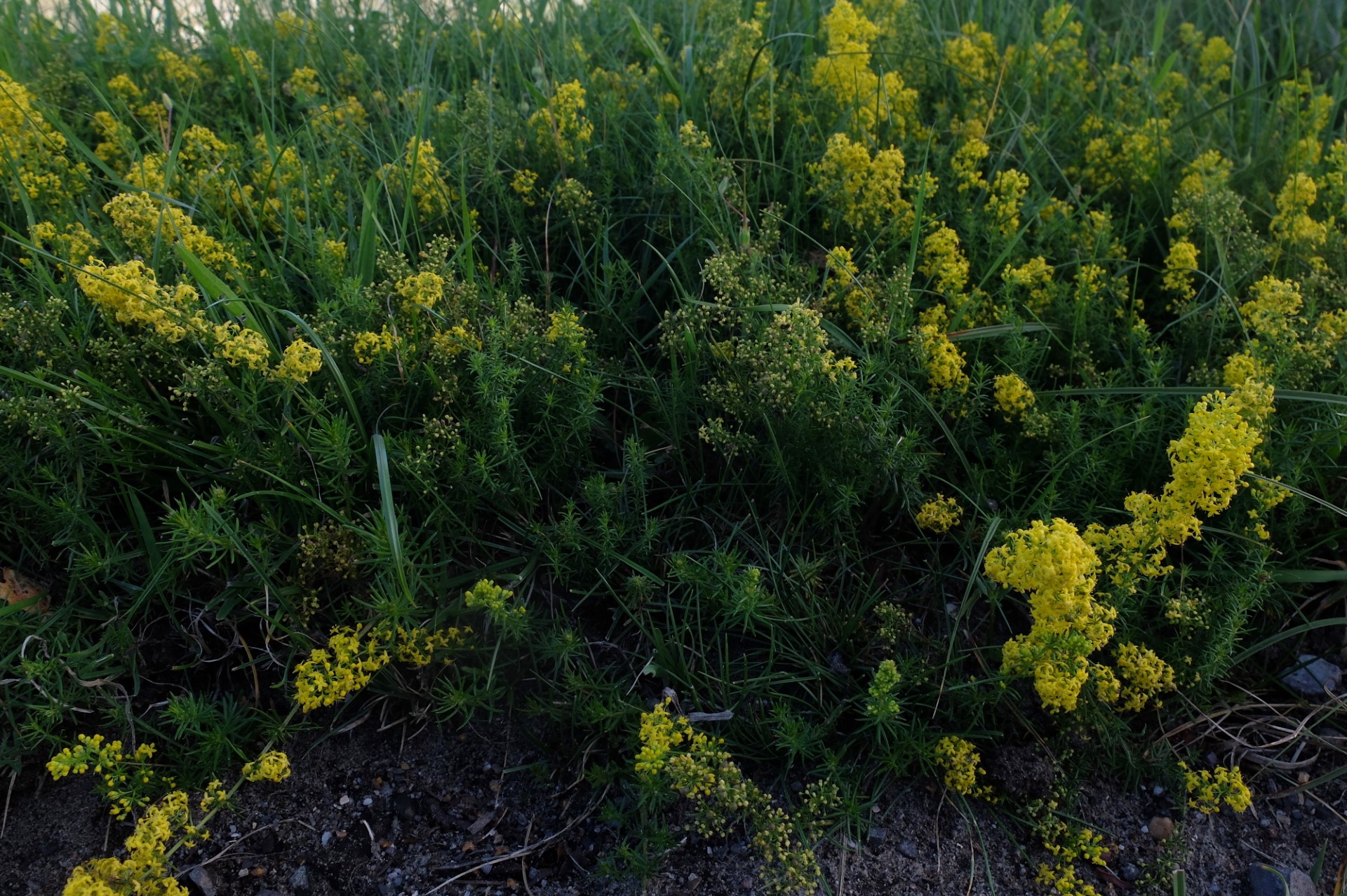 Op zoek naar geel walstro - Jutter | Hofgeest
