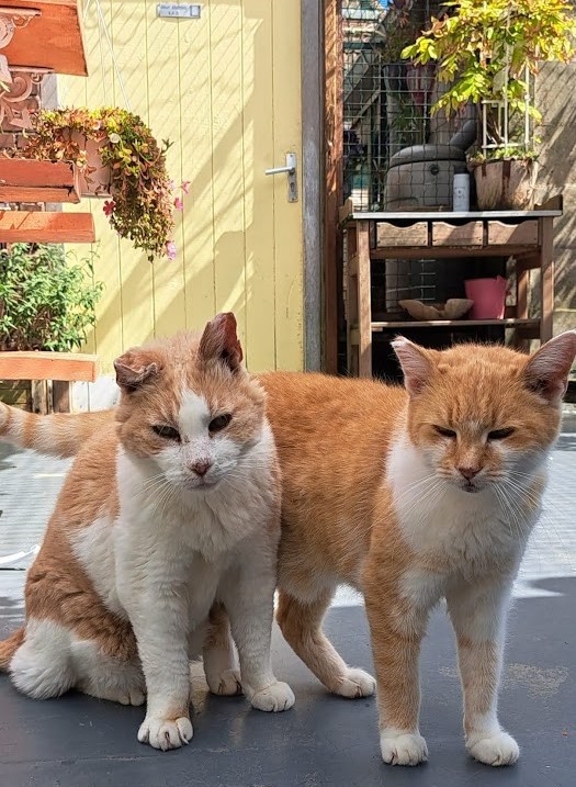 Zwervertjes verwennen op Dierendag? - Jutter | Hofgeest