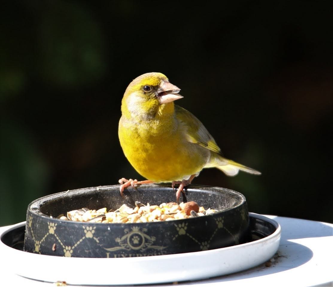 Wintertips voor tuinvogels - Jutter | Hofgeest