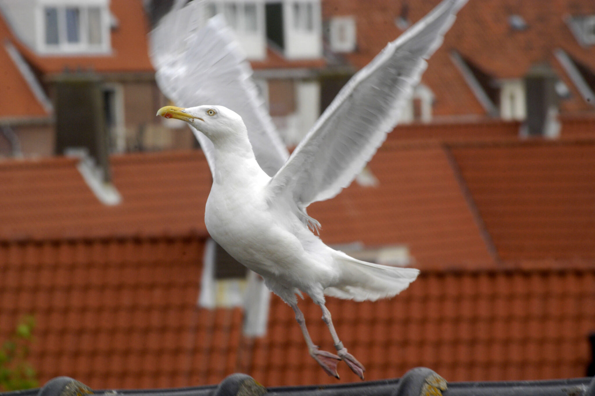 Meeuwenpopulatie neemt duikvlucht - Jutter | Hofgeest