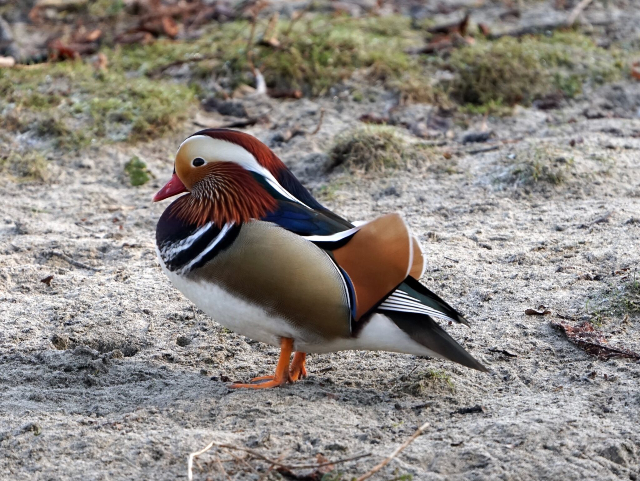 Exotische eend gespot in Velserbeek - Jutter | Hofgeest