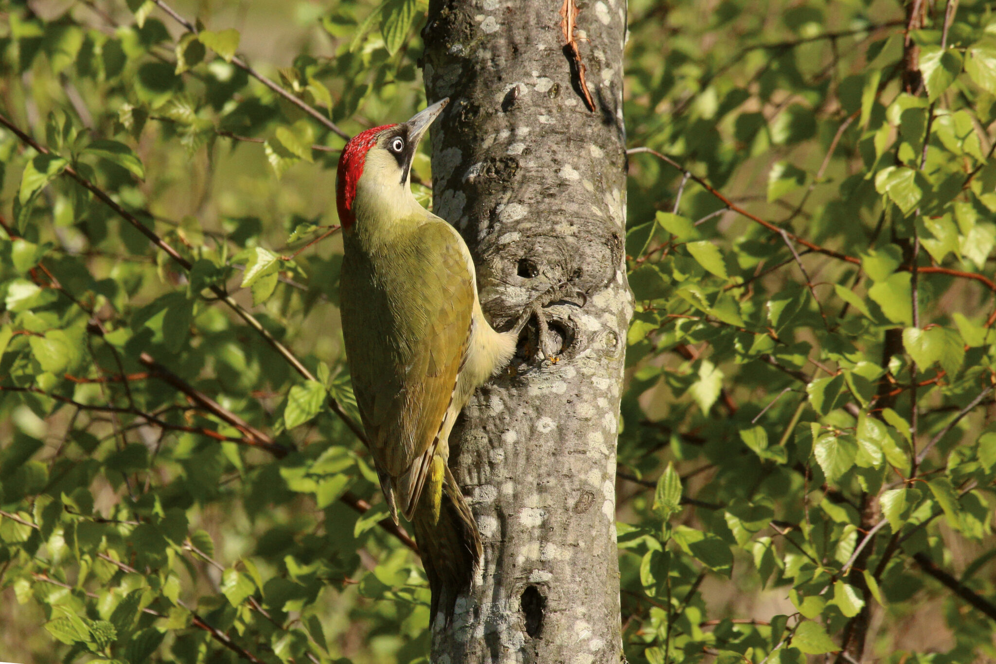 Vogelwandeling Westerveld op 18 mei - Jutter | Hofgeest