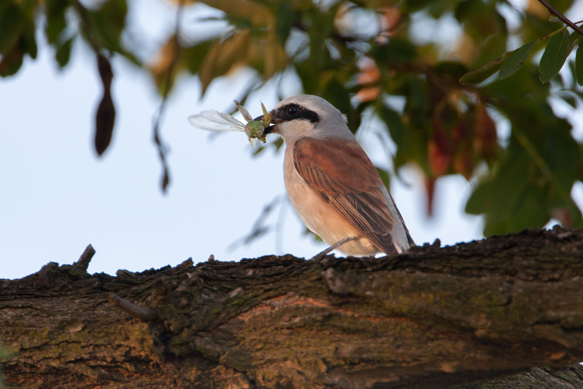 Kleine roofvogel zoekt insecten - Jutter | Hofgeest